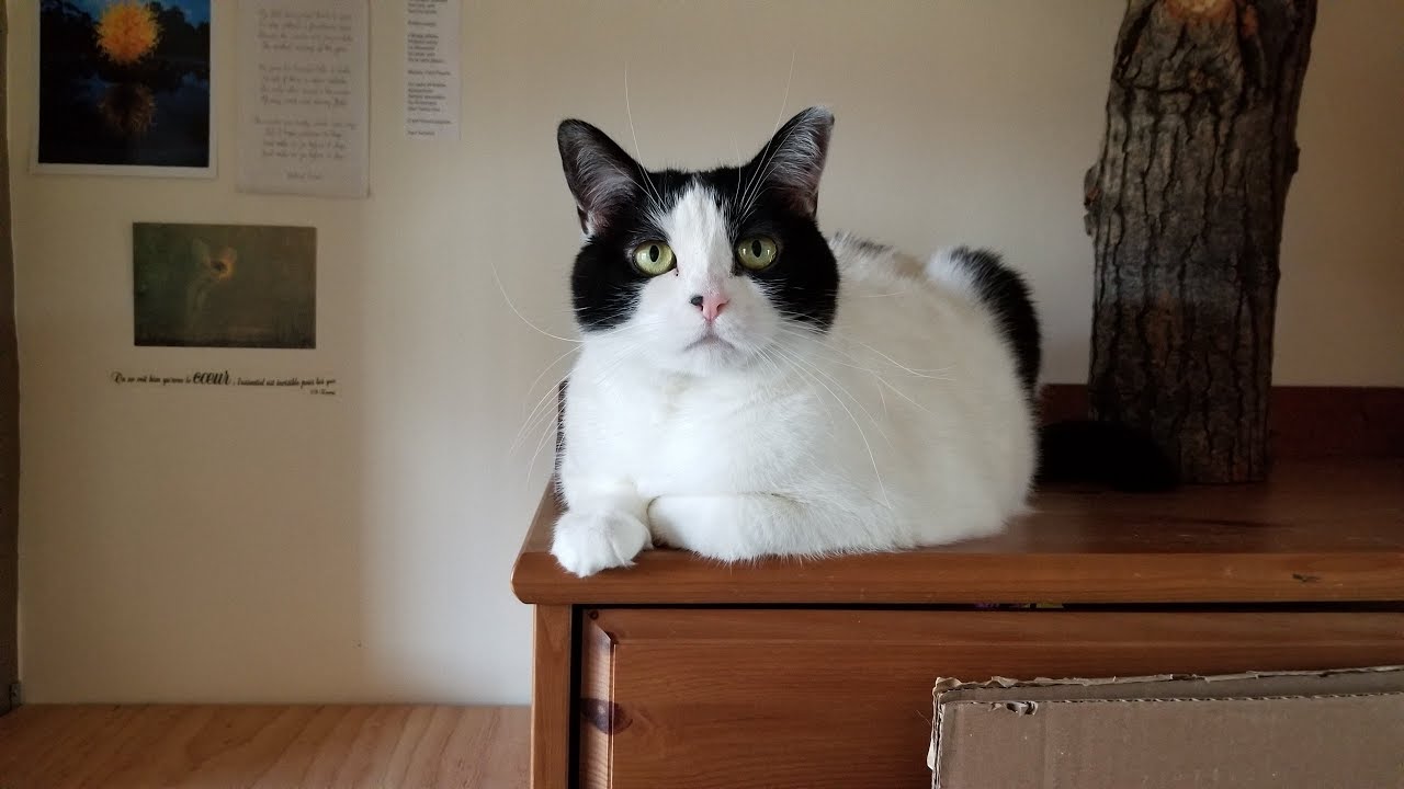 F2F - Cat #1 - Lily - Video 10 - Am I satisfied? - YouTube