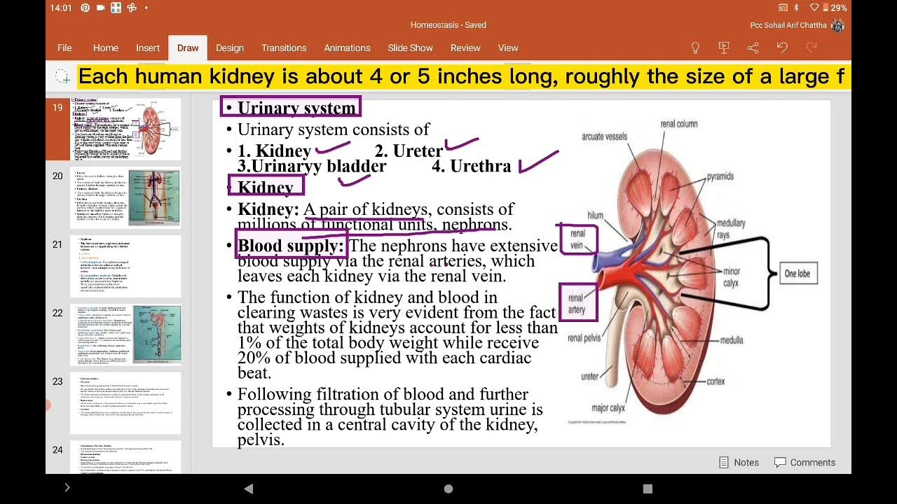 Chapter 15 homeostasis, urinary system of man - YouTube
