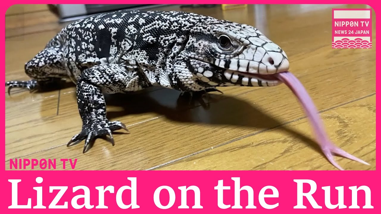 Giant Pet Lizard Escape - YouTube