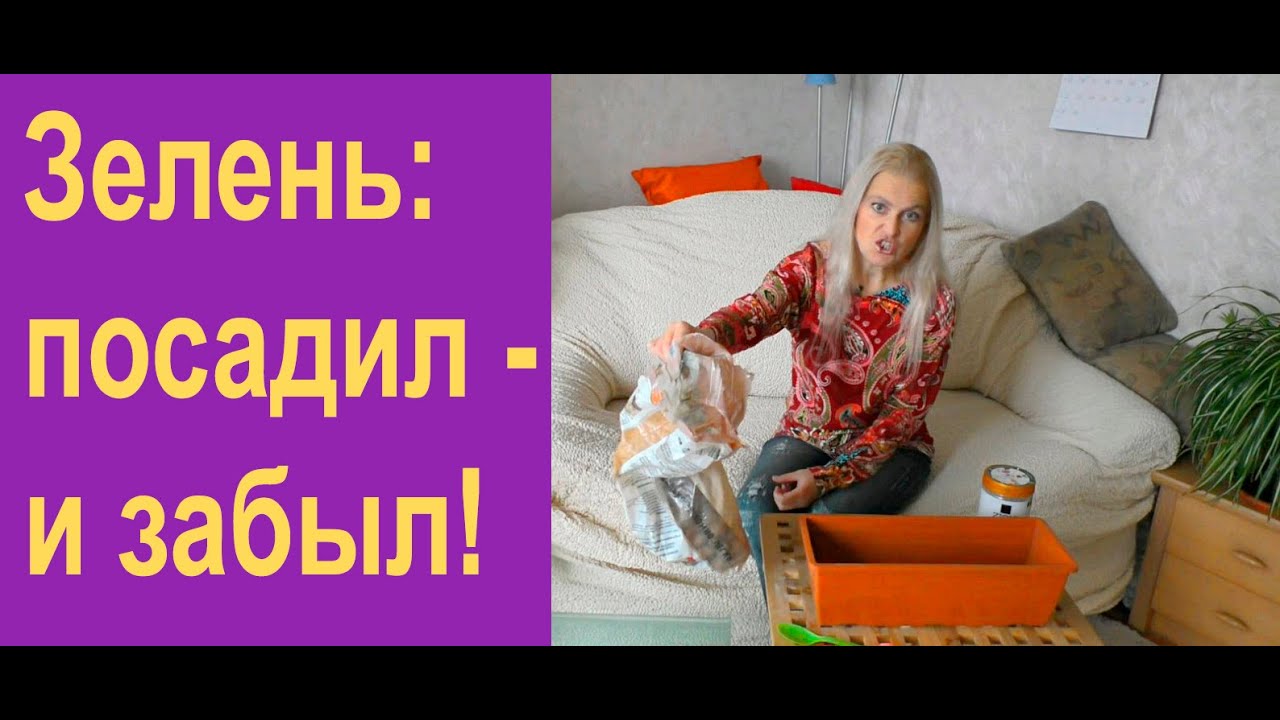 Как вырастить зелень дома Youtube