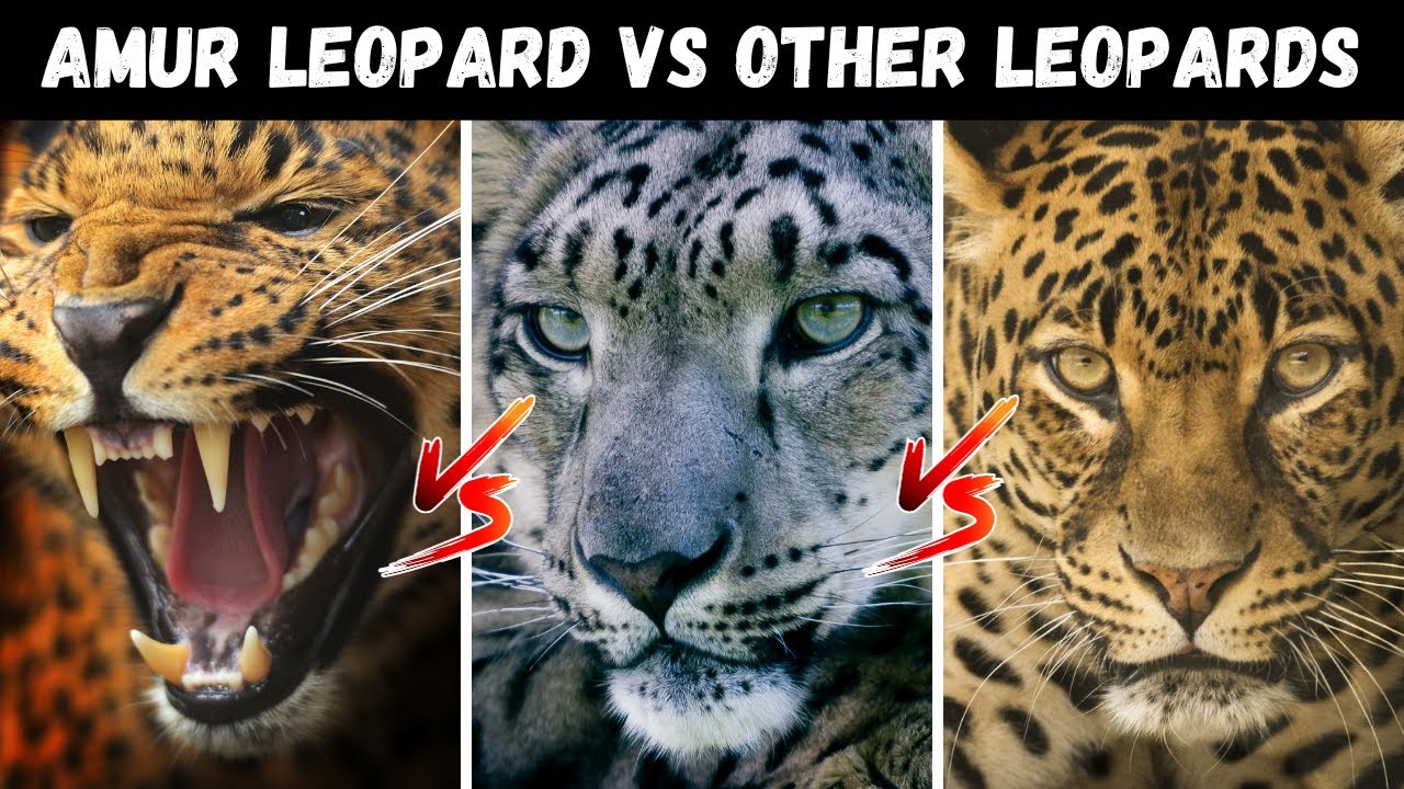 Amur Leopard vs other Leopard Species | Animal Comparision - YouTube