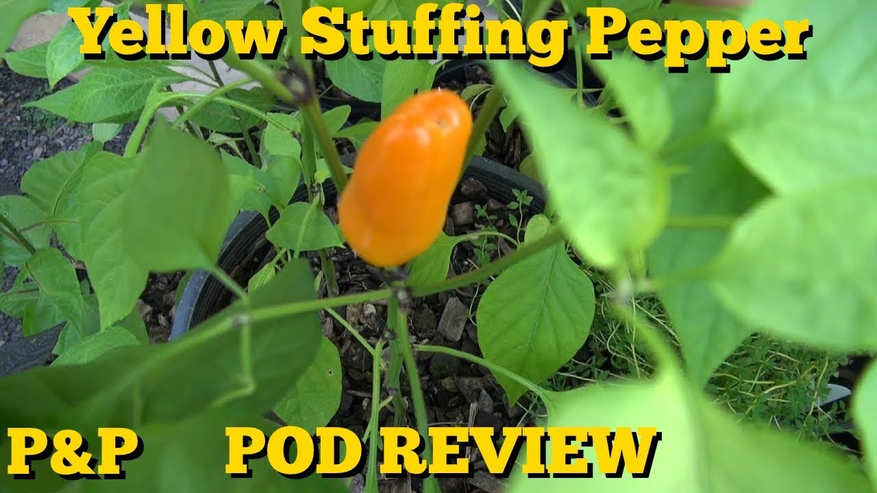 Mini Yellow bell Stuffing Pepper, Capsicum annuum, TASTE TEST 2017 # ...