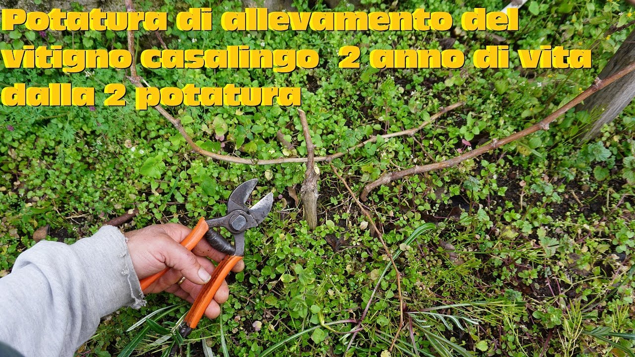 Potatura di allevamento ad alberello ( 2° anno ) dall'impianto - YouTube