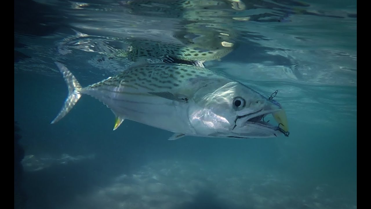 FishFinder TV - Bonito and Frigate Tuna off Perth, Western Australia ...