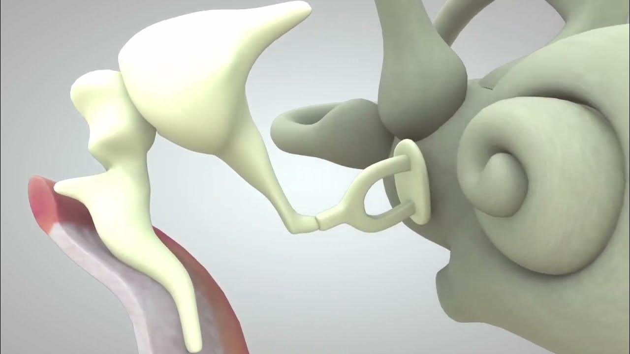 Journey of Sounds to the Brain ||3d animation || Understanding the ...