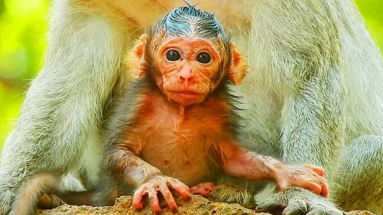 JANE MONKEY FAMILY WITH JONNA BABY! So Cute Baby Monkey Just Born At ...
