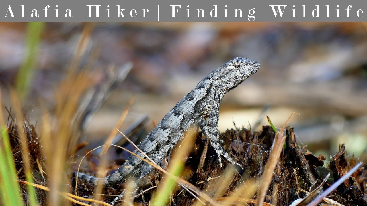 Balm Boyette Scrub Nature Preserve West, 22/23 Hiking Spree Trail 3 ...