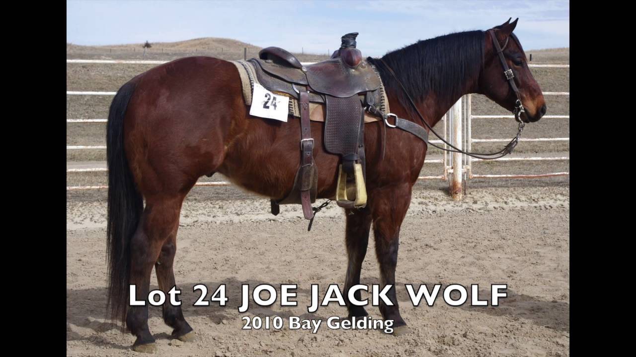Lot 24 JOE JACK WOLF Pitzer Ranch 2016 Spring Sale - YouTube