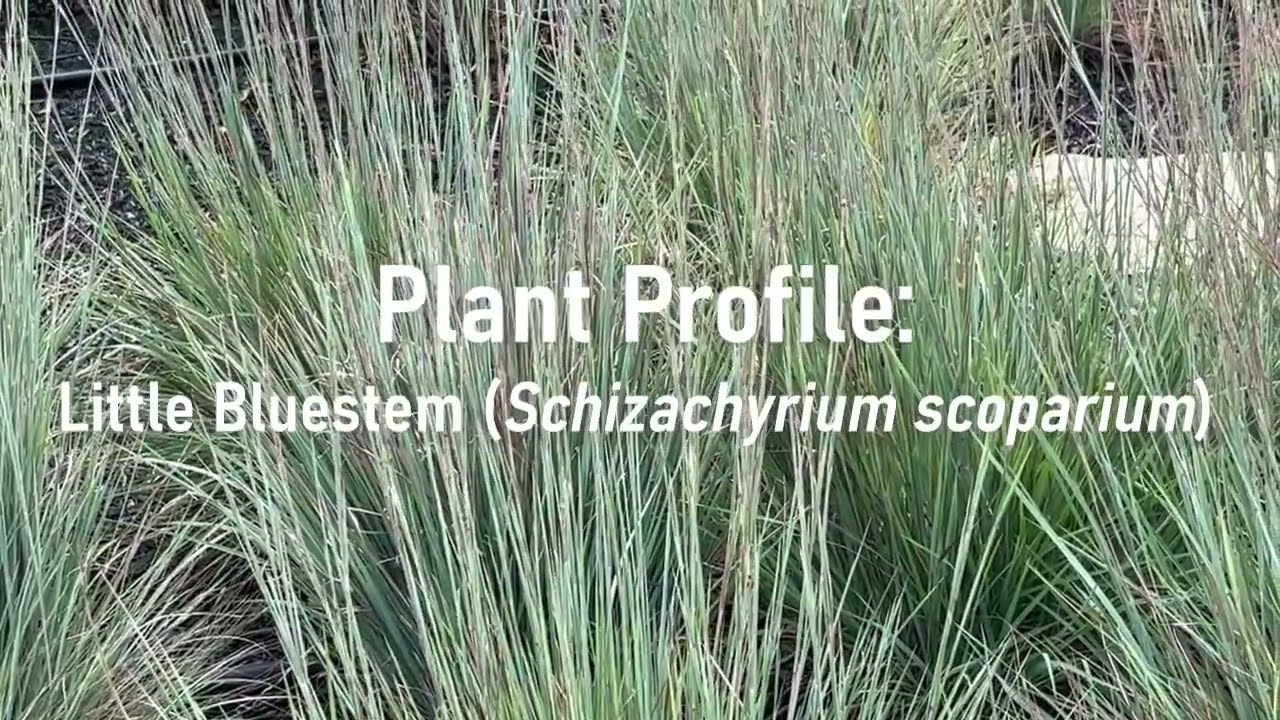 Little Bluestem Plant Profile - YouTube