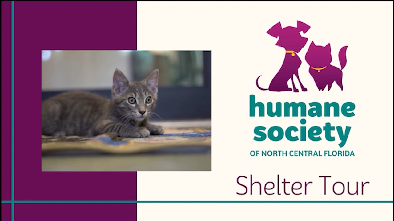 Humane Society of North Central Florida Facility & Programs Tour - YouTube