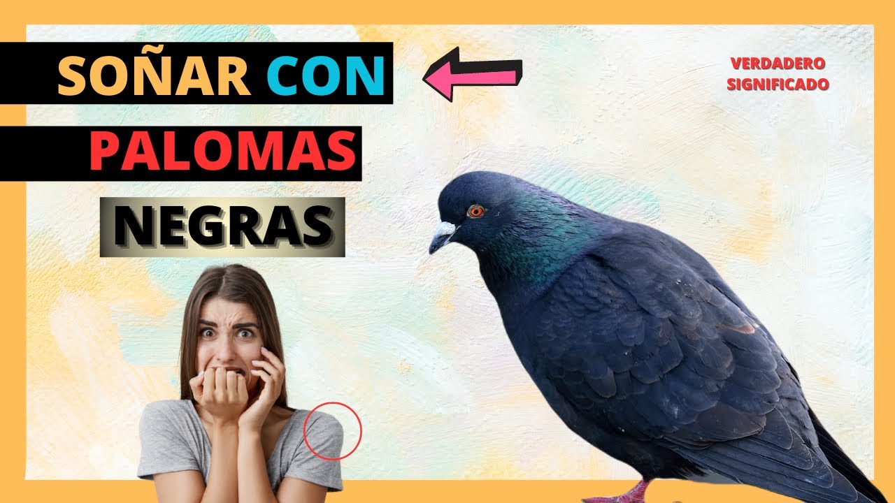 🖤🖐🏻 Qué SIGNIFICA SOÑAR con PALOMAS NEGRAS 🧘🏻‍♀️ Mal presagio? - YouTube