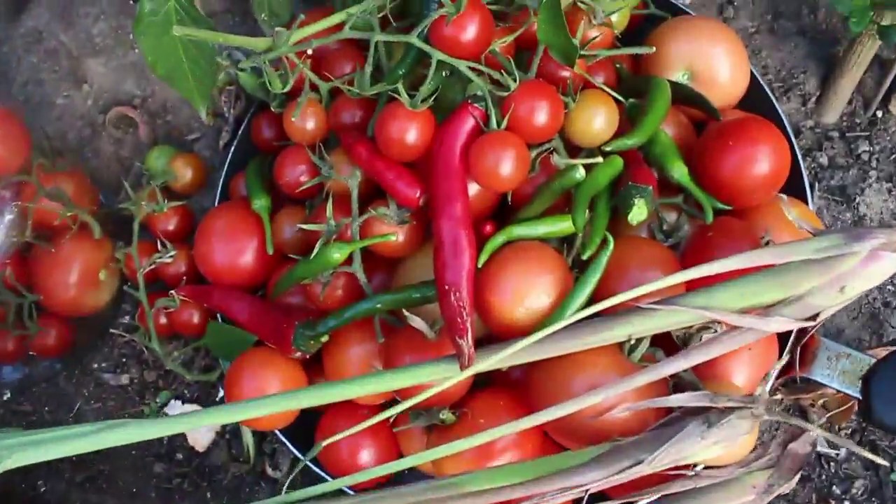 Harvesting In My Backyard Garden | Panen Cabe, Tomat & Sereh - YouTube
