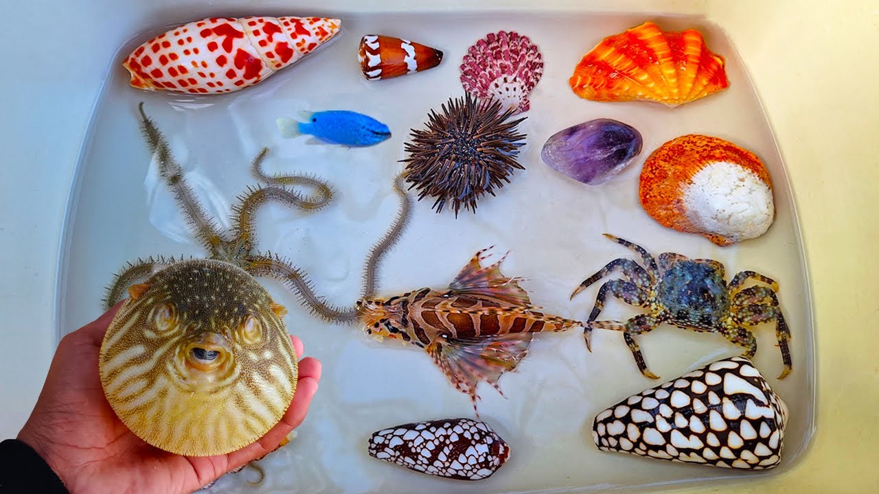 WOW FUN! Find Large Hermit crab and Sea Crab, Snail, Conch, Clam, Shell ...
