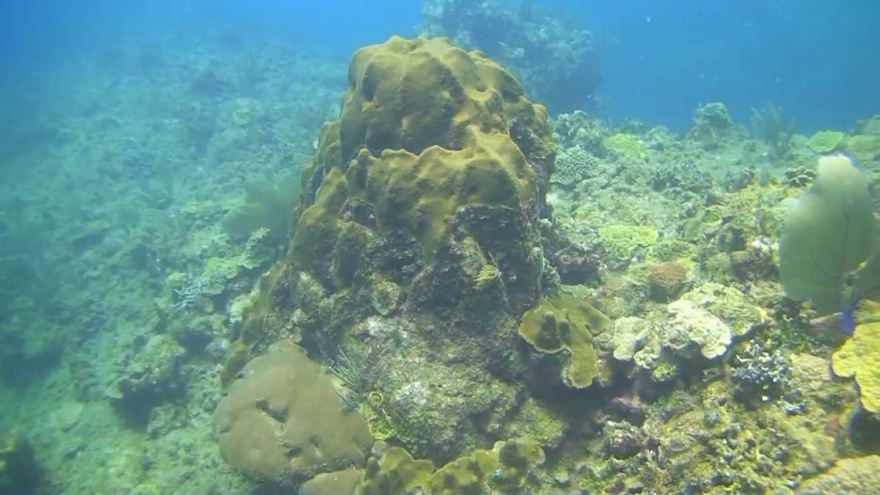 Conch Reef II, Guama, Cuba - YouTube