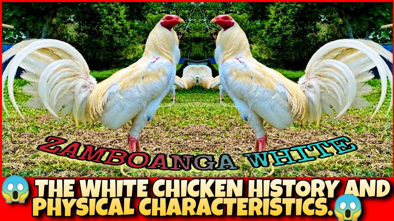 THE WHITE CHICKEN HISTORY AND PHYSICAL CHARACTERISTICS. - YouTube