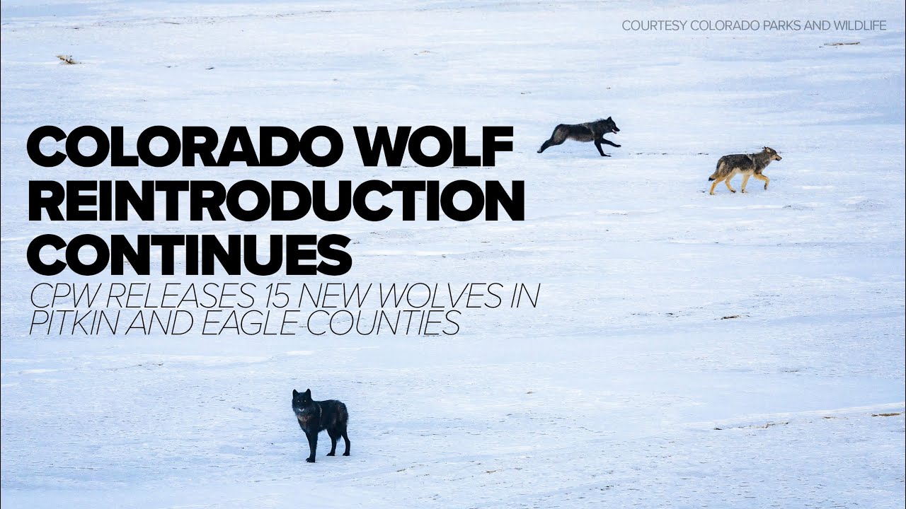 Colorado wolf reintroduction continues: CPW releases 15 new wolves in ...