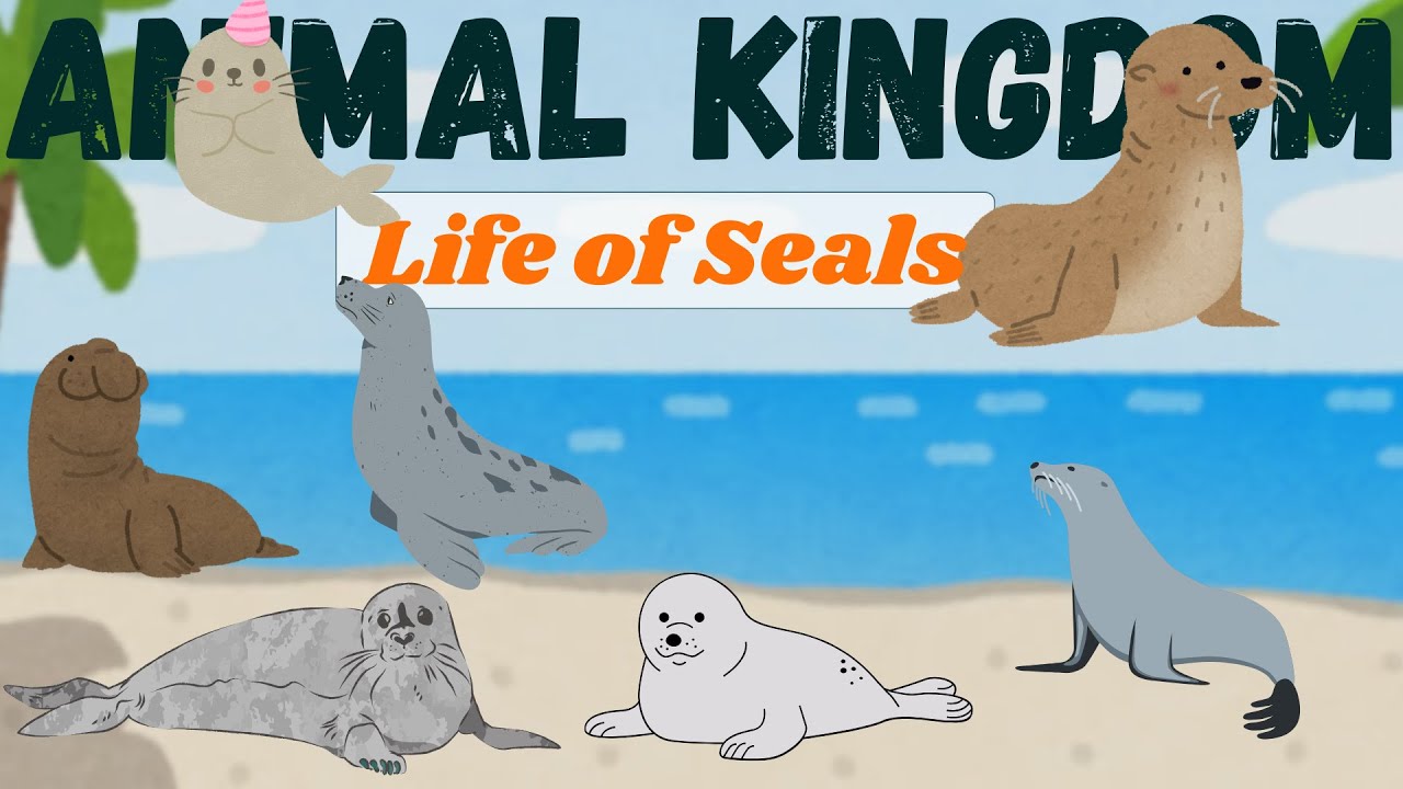 🦭Life of Seals | Educational Facts for Kids - YouTube
