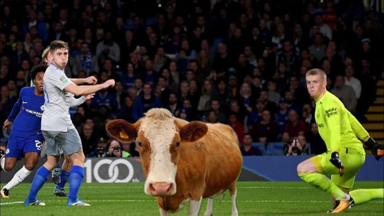 Animals entering the football field - YouTube