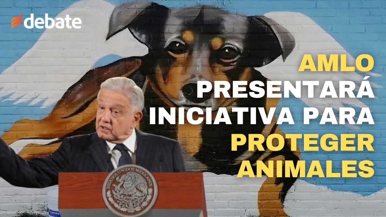 ¡Ya era hora! AMLO presentará iniciativa para proteger a los animales ...