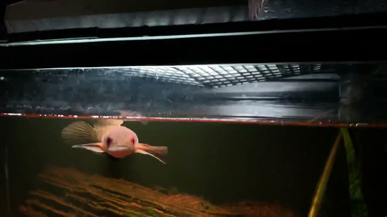 Red Channa Barito in Biotope Swamp Environment | Cá Lóc Vảy Rồng Red ...