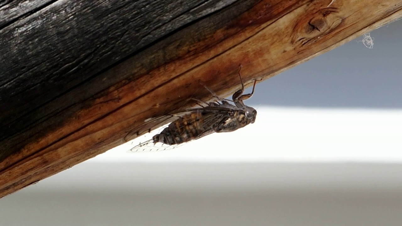Cicada singing in southern Spain. - YouTube