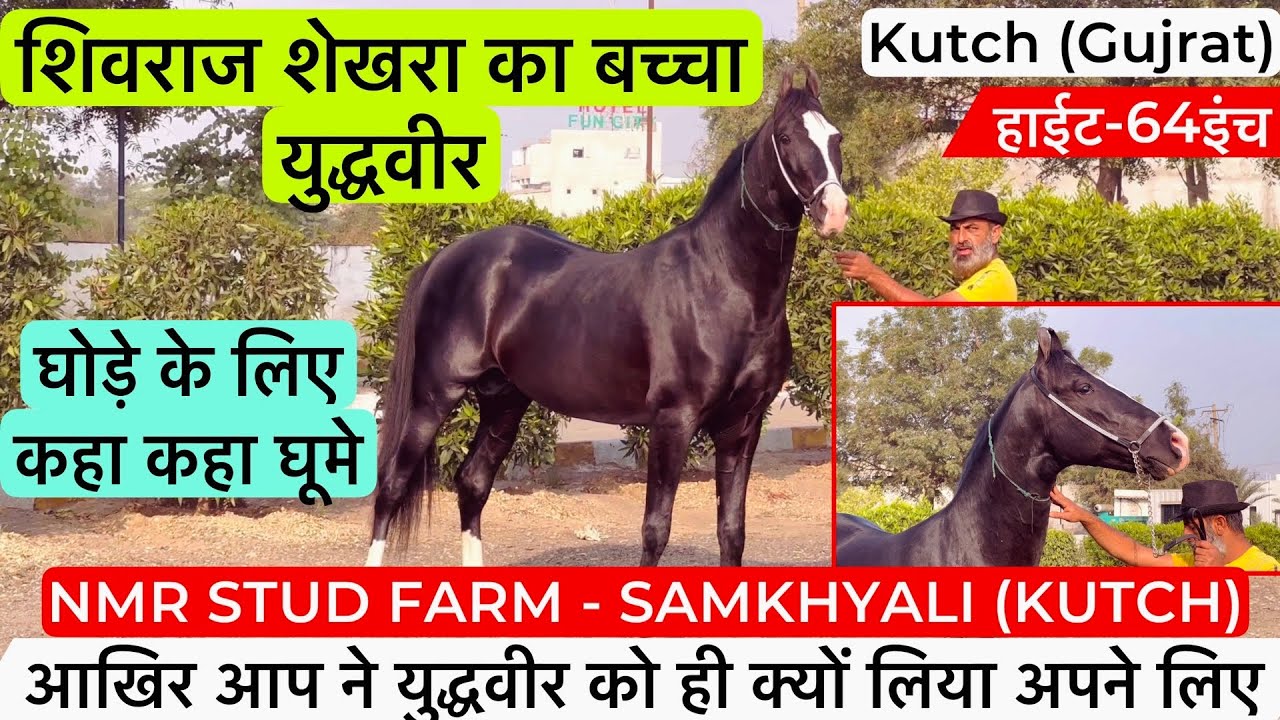 देखिए गुजरात कच्छ का शिवराज शेखरा का बच्चा 64इंच का युद्धवीर घोड़ा ...
