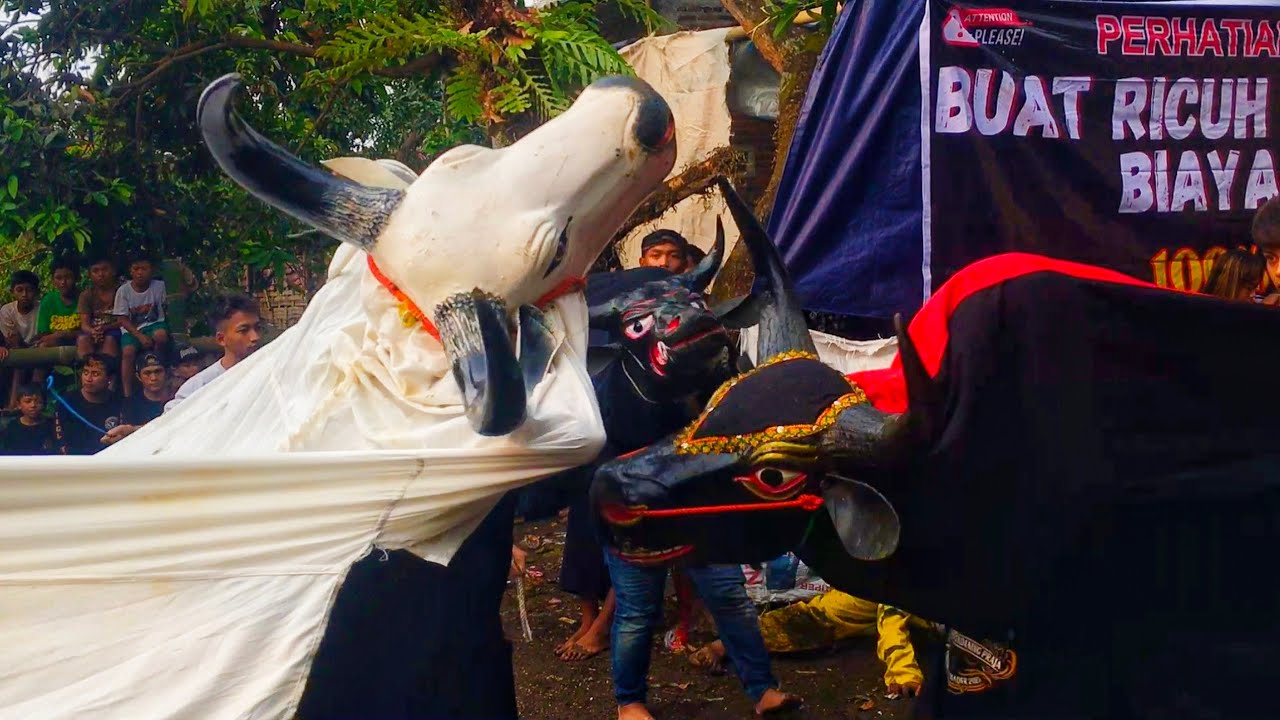 Banteng Vs Sapi Bantengan Ki Ageng Nolojoyo Ft Ki Ronggo Gunung Lawu ...