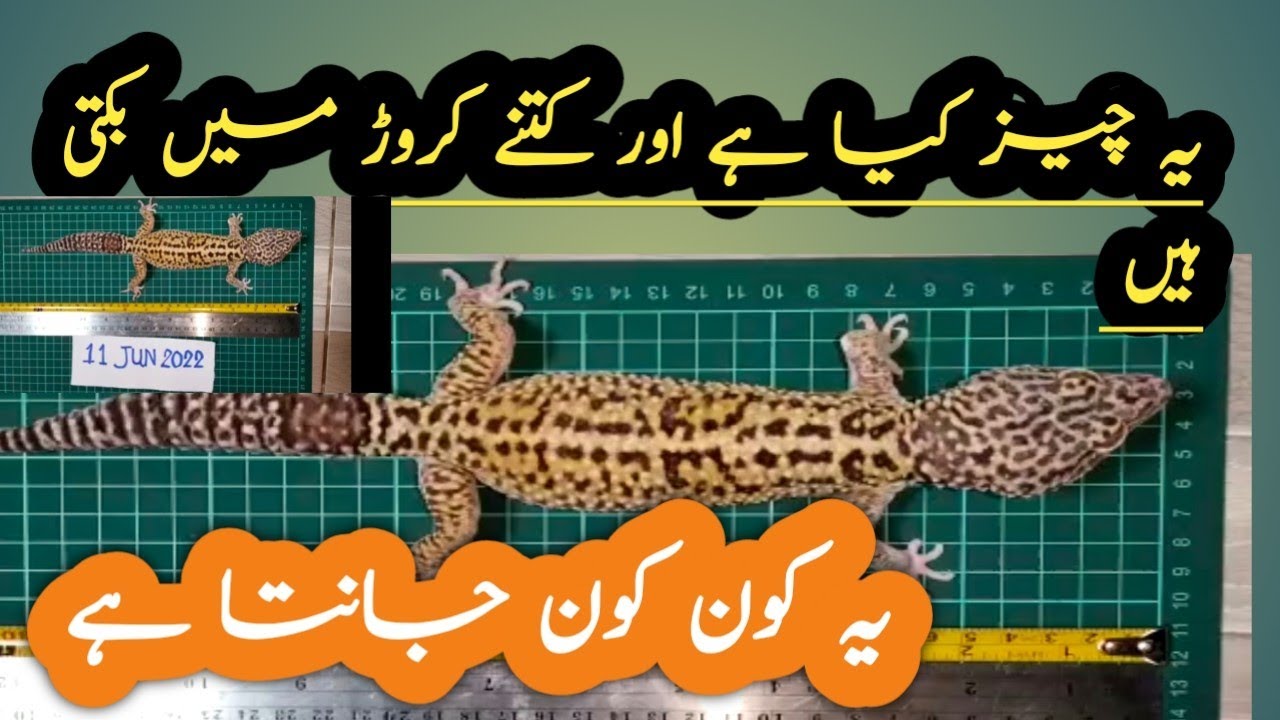 LOPAUD GEcko - Crazy Strange & Beautiful Invasion! - YouTube