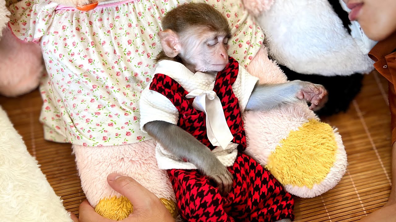 Winter Comes Monkey Mon And BiBi Very Love To Sleep In! - YouTube