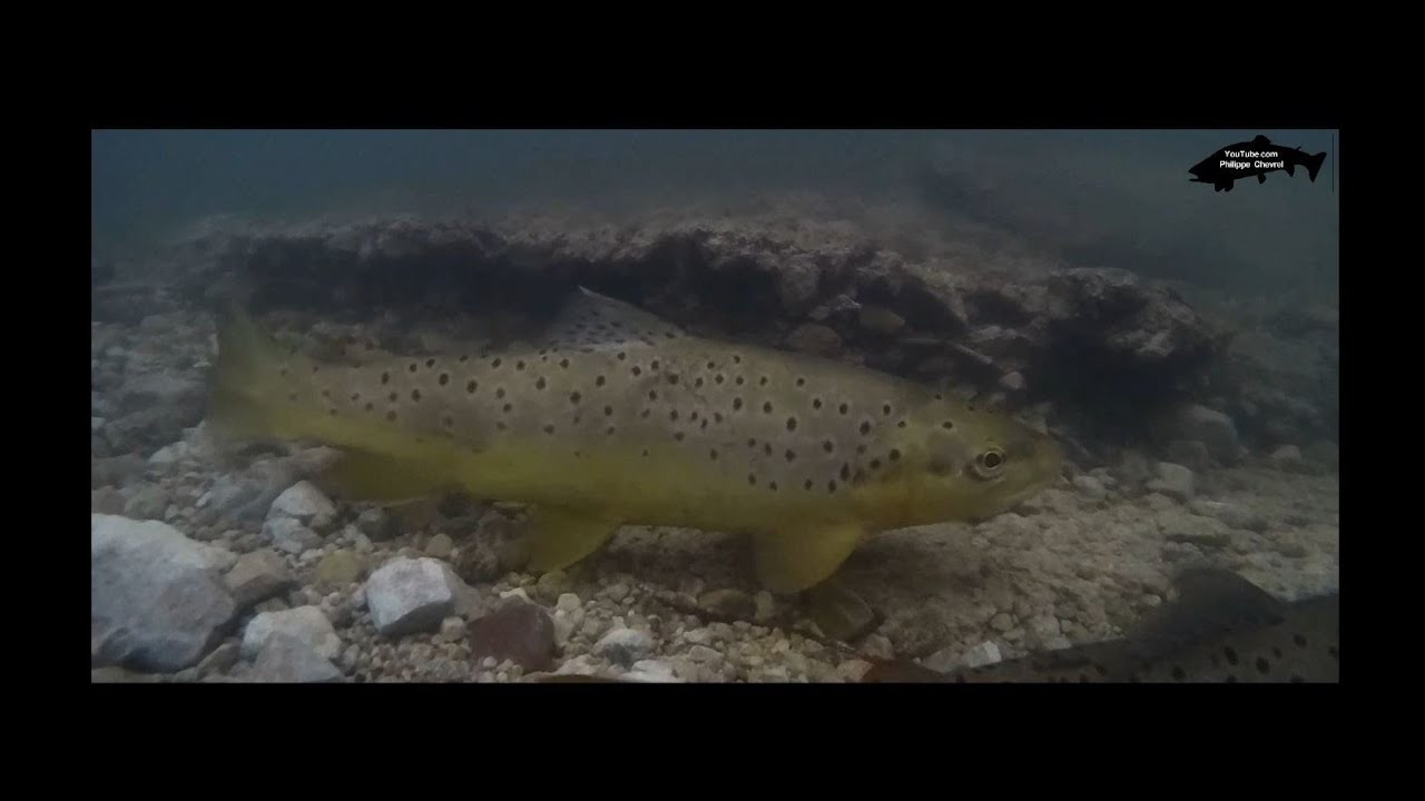 Reproduction tardive des Truites fario - YouTube