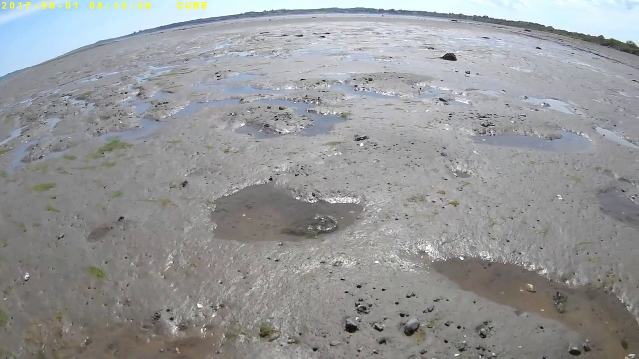 Mudflats - YouTube