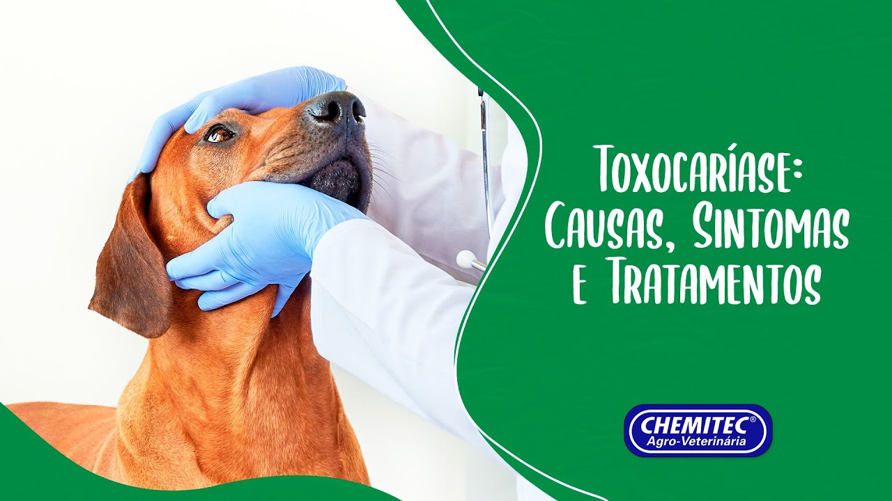 Toxocaríase: Causas, Sintomas e Tratamentos - YouTube