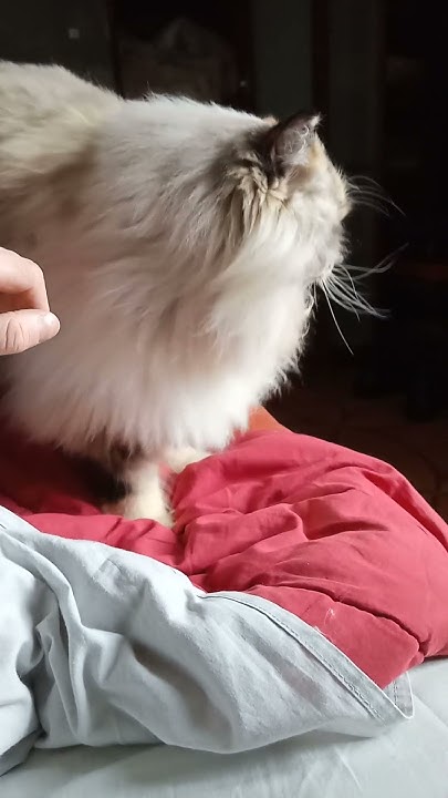 My fluffy Kitty Is so good at making biscuits. Ragdoll cat Leda 💜#shorts - YouTube