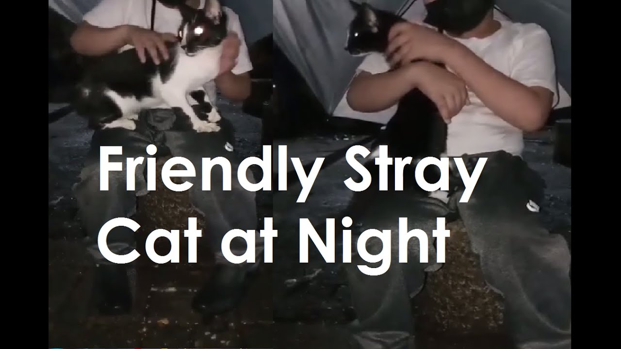 Friendly Stray Cat at Night - YouTube