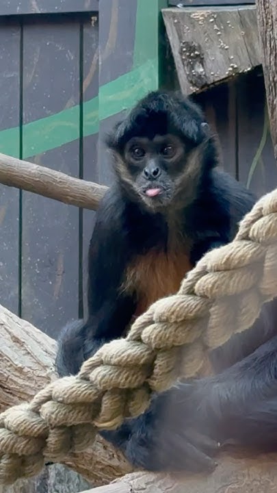 Our favorite SPIDER MONKEY at Catoctin Wildlife Preserve #funnyanimals ...