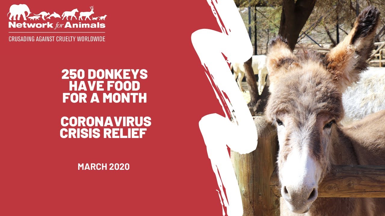 Together we did it! Donkey food has arrived! 250 donkeys saved! - YouTube