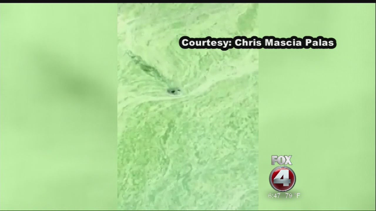 Manatees in Stuart, Florida struggle through algae in ocean - YouTube