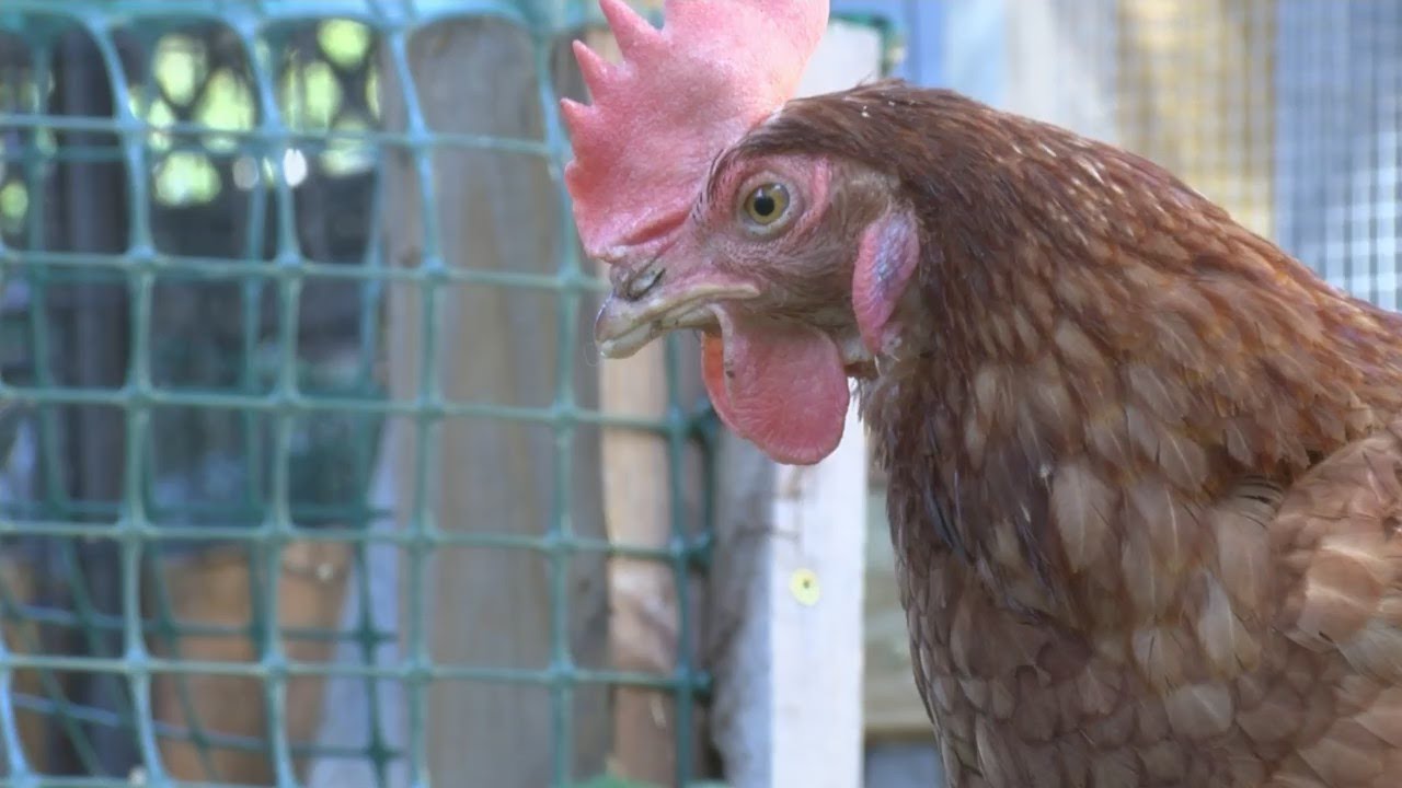Chicken Chute - YouTube