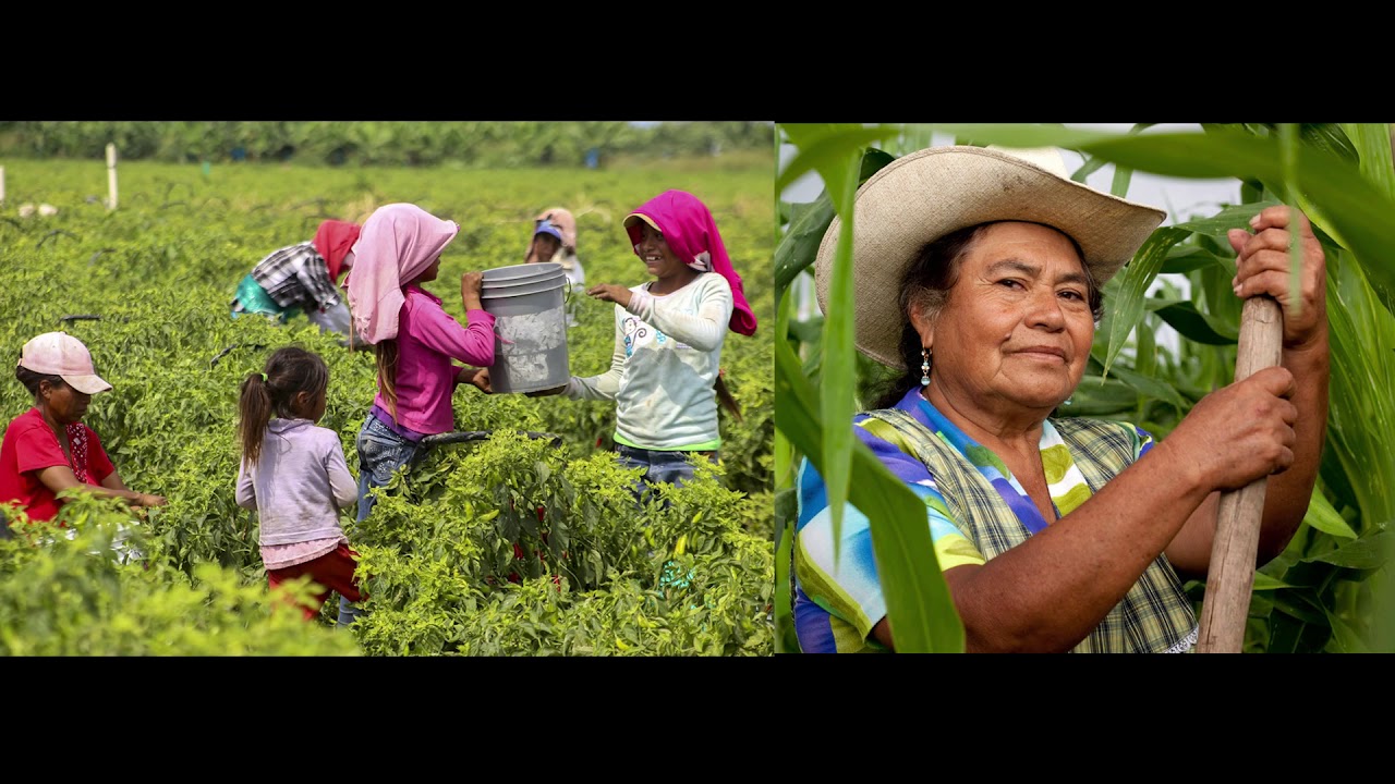 Diversidad Biocultural {Original 🎙} - YouTube