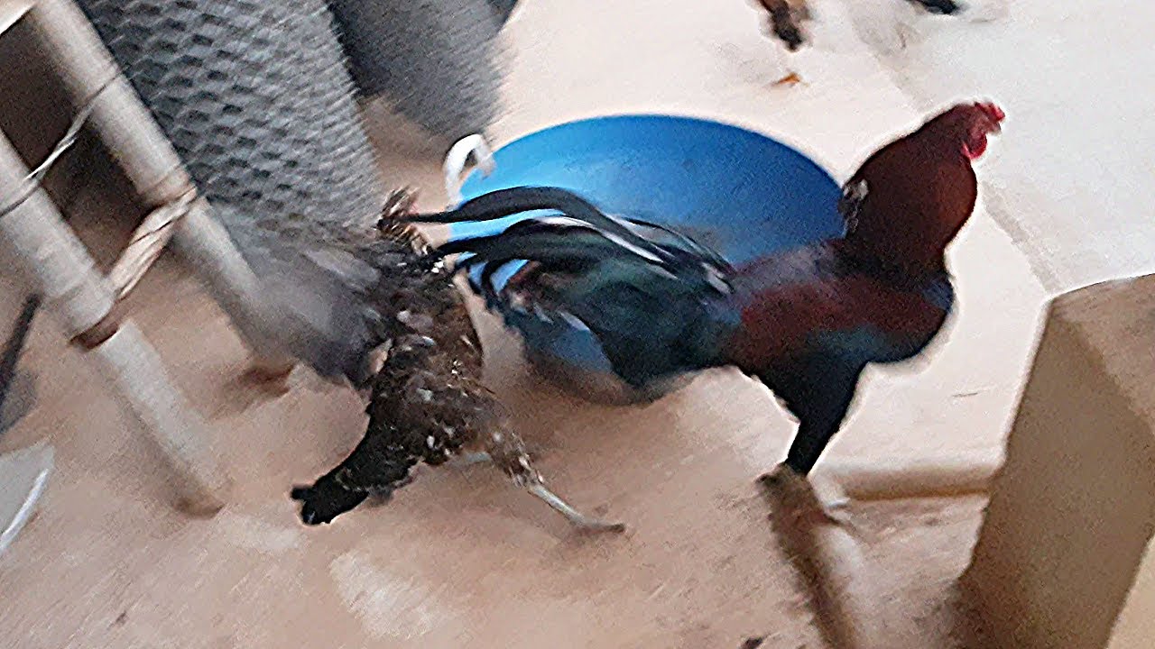Rooster goes Crazy & Immediately moves in Jet Speed | Rooster and ...