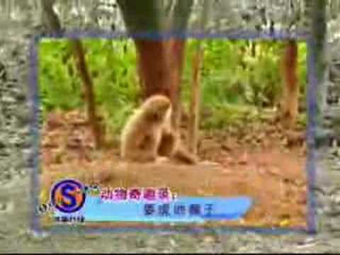 Monkey vs Lion - YouTube