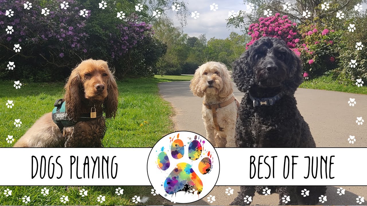 DOGS PLAYING - Best of June - 2022 - Dog interaction, play and body ...