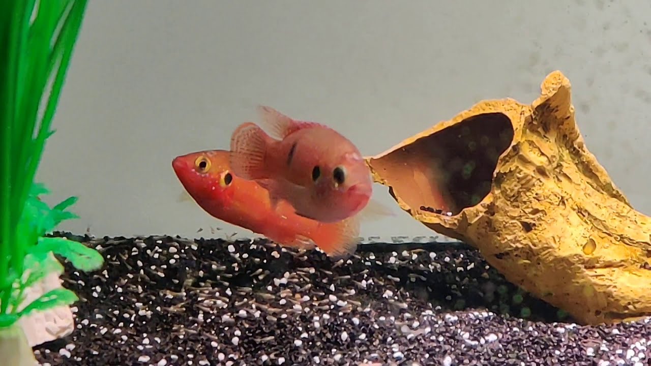 jewel cichlid have babies - YouTube