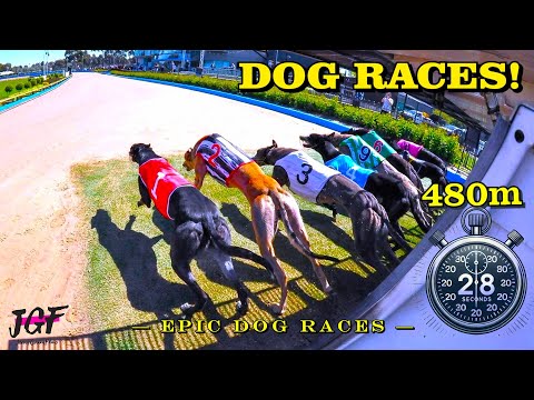 Greyhound Racing – The Most Intense Races Ever Captured!