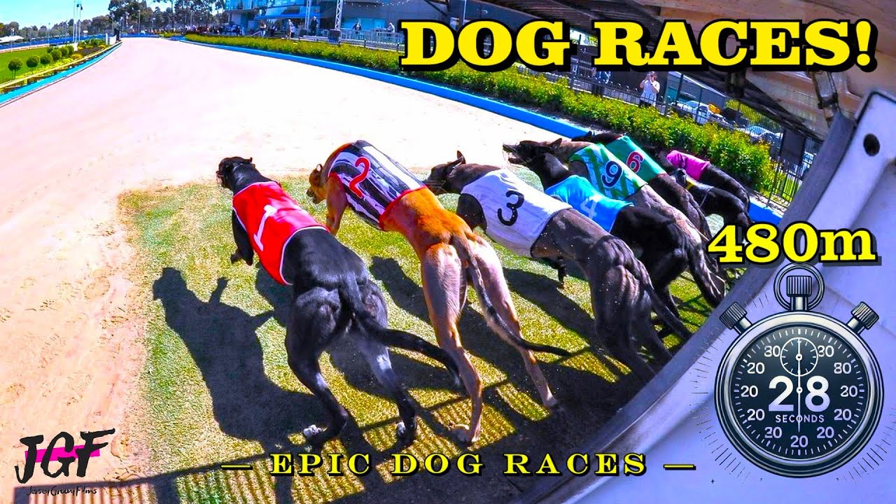 Greyhound Racing – The Most Intense Races Ever Captured! - YouTube