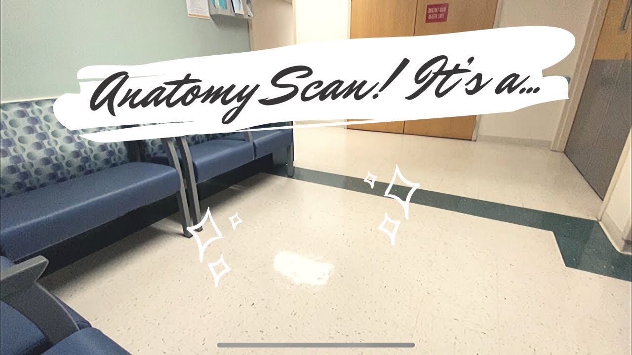 20 WEEK PREGNANCY UPDATE | ANATOMY SCAN | GENDER REVEAL - YouTube