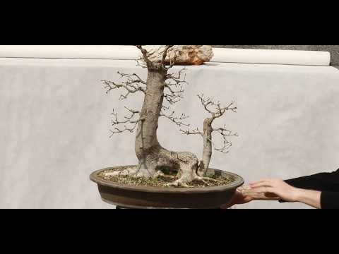 New leaves and some pruning in spring 2026