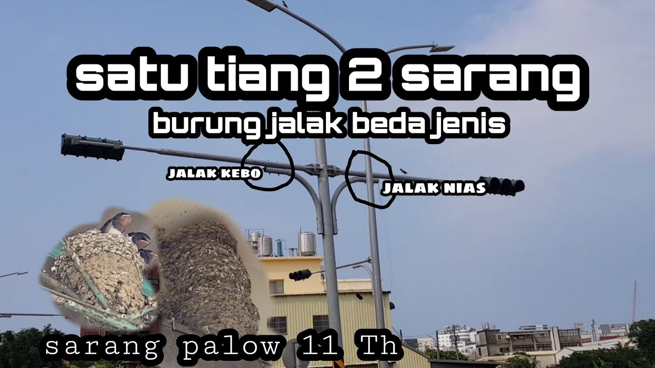 sarang burung Pallow yg sudah lebih dari 10 thn dan sarang 2 burung ...