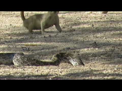 Gopher Snake Hunts For Squirrels While The Squirrel Mamas Watch