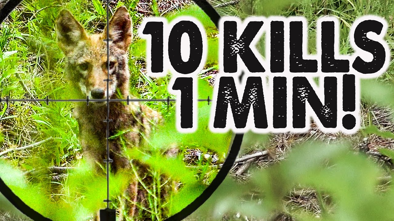 BEST COYOTE Hunting COMPILATION! - 10 SHOTS/1 Minute - YouTube